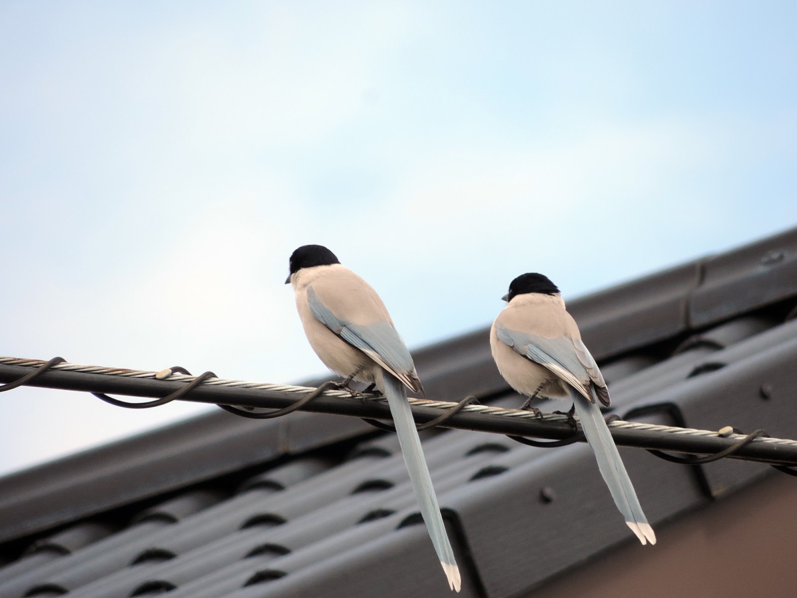 Birding in Japan: Azure-winged Magpies