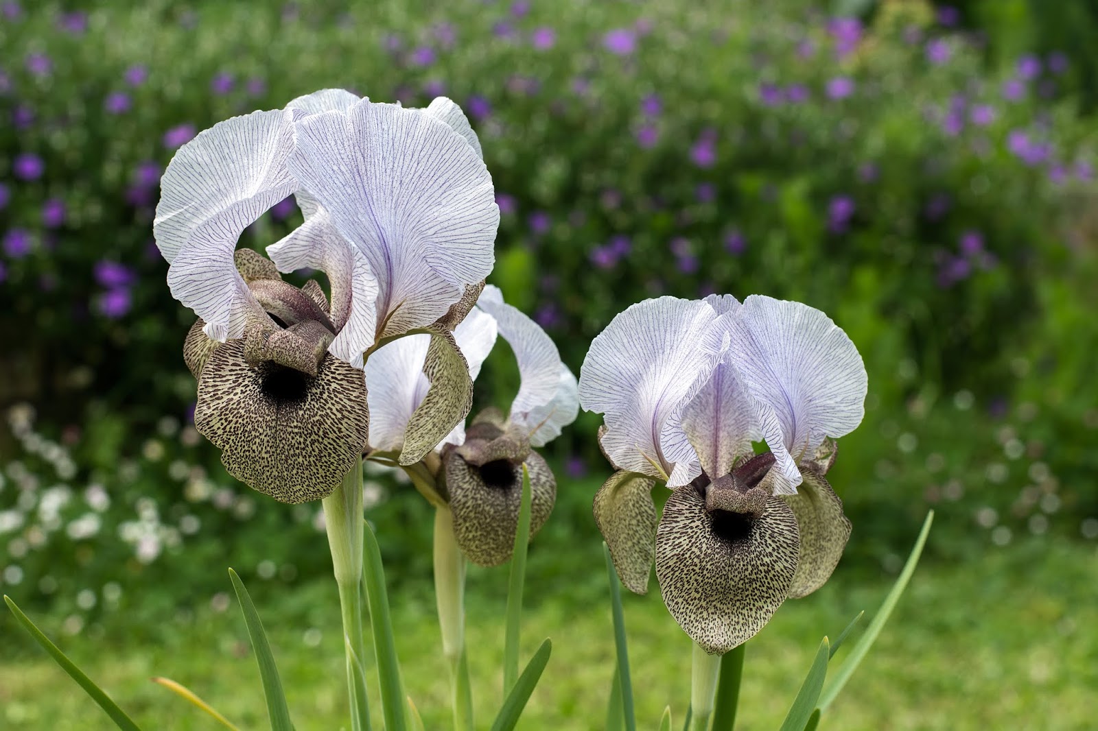Alpine Garden Society Victorian Group: Aril Iris.