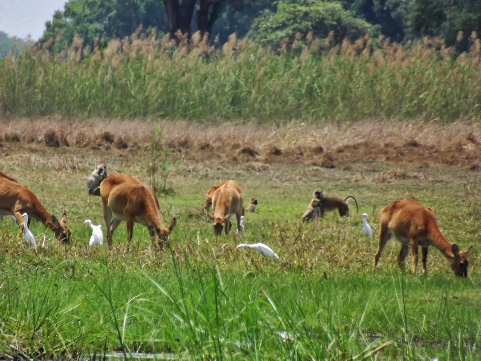 Ben in Zambia: Kasanka Bat Migration!