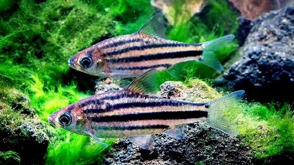 Colorful Barbs for large community aquarium