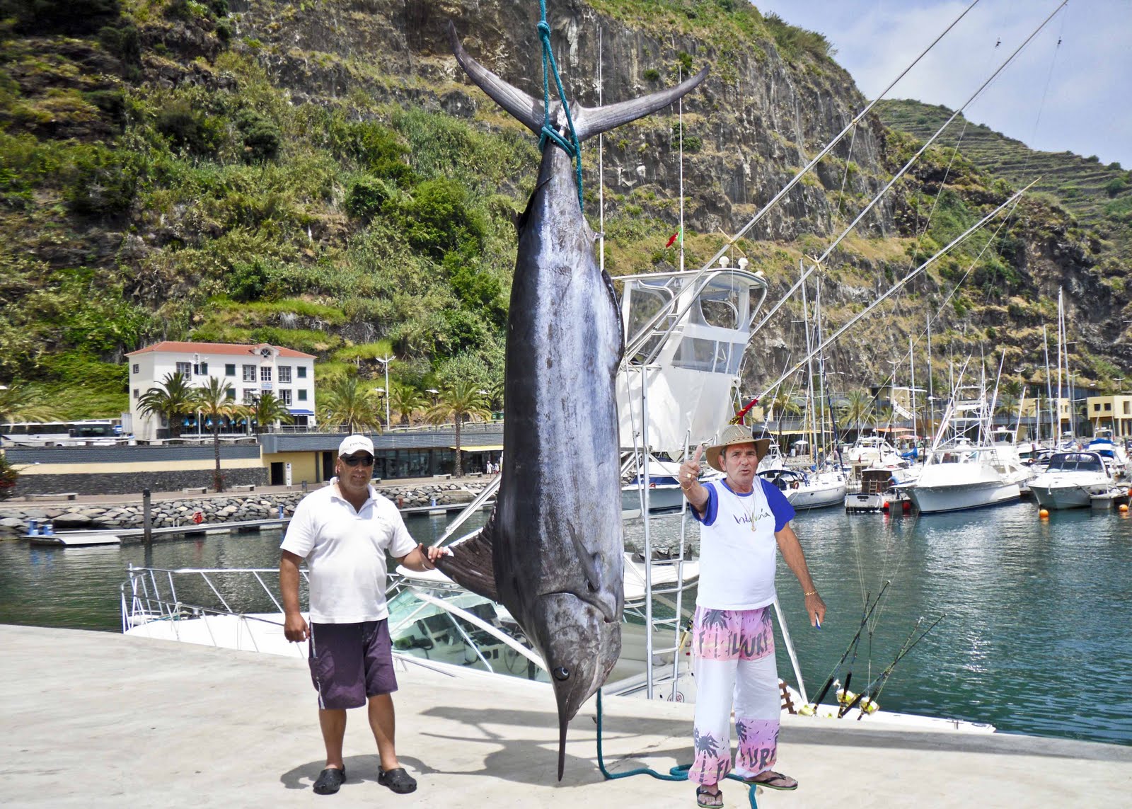 MARLIN AZUL ( Makaira nigricans )