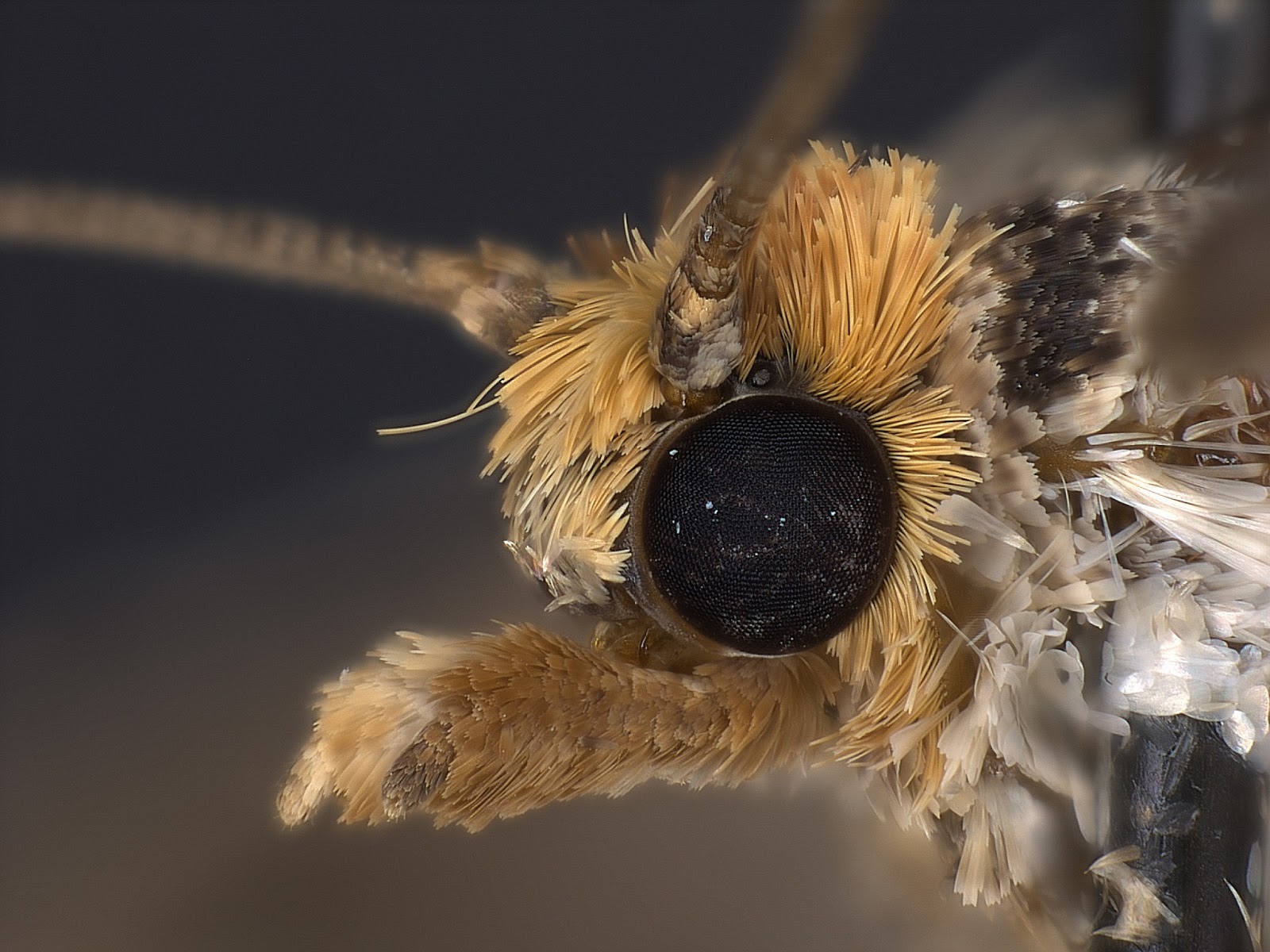 SEM of a butterfly face : r/biology