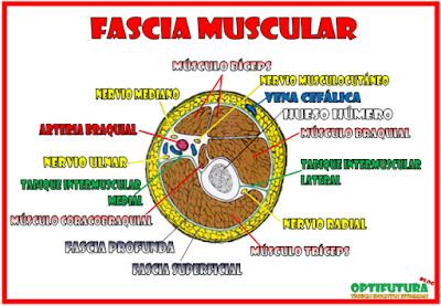 La fascia muscular [Anatomía y Fisiología] ~ Optifutura