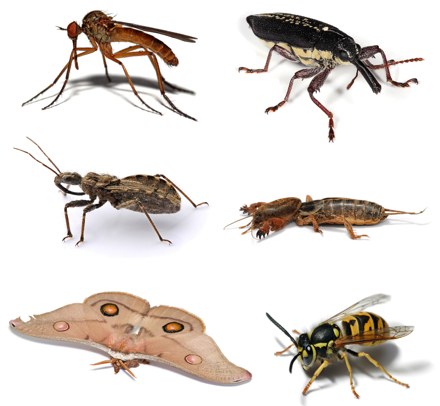 Blog do Edu Ambiental: Insetos