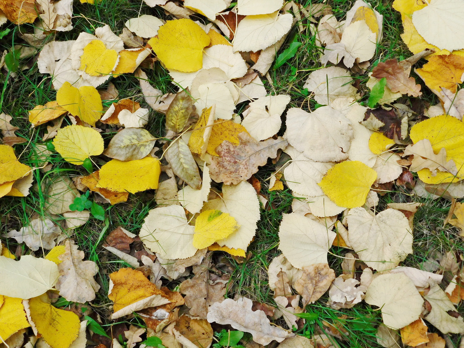 LA MULTI ANI, ROMANIA!: Frunze de tei căzute