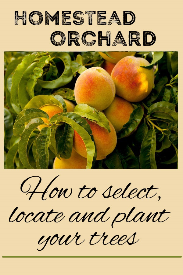 How To Plan And Plant A Homestead Orchard - Oak Hill Homestead