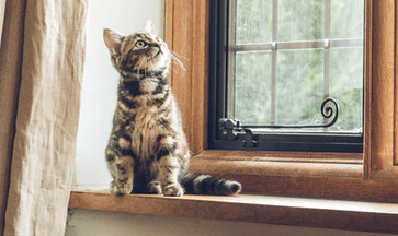 The Whisker Times: Hero “Rambo Cat” Has Over 200 Confirmed Fly Kills