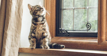 The Whisker Times: Hero “Rambo Cat” Has Over 200 Confirmed Fly Kills