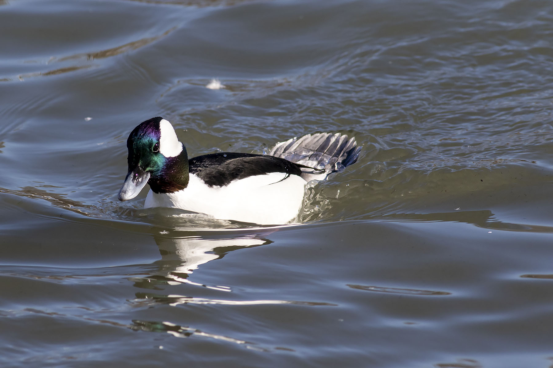 Ann Brokelman Photography in the Wild: Bufflehead Ducks
