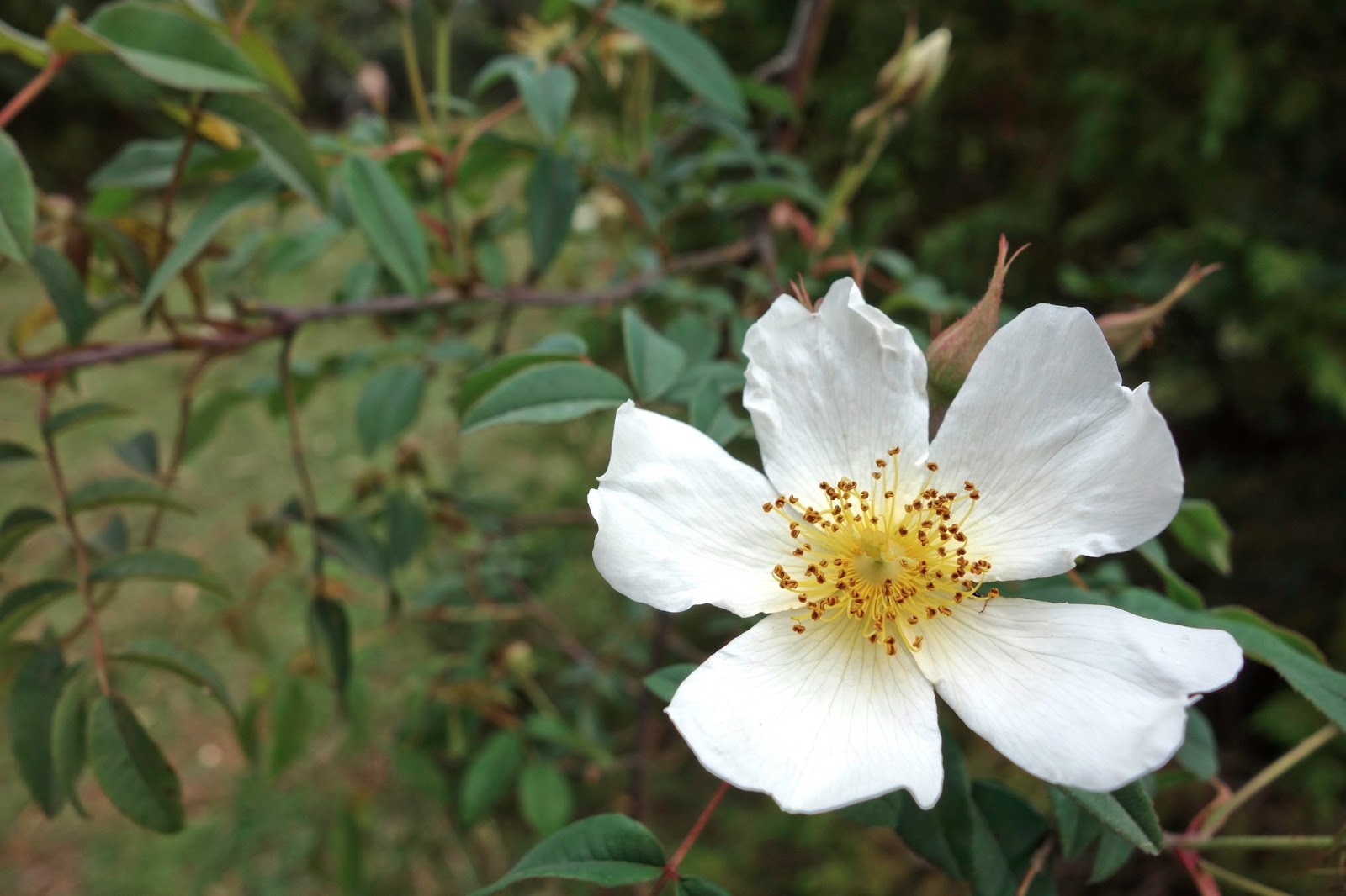 SETHiopia: Shrub Profile: Rosa Abyssinica