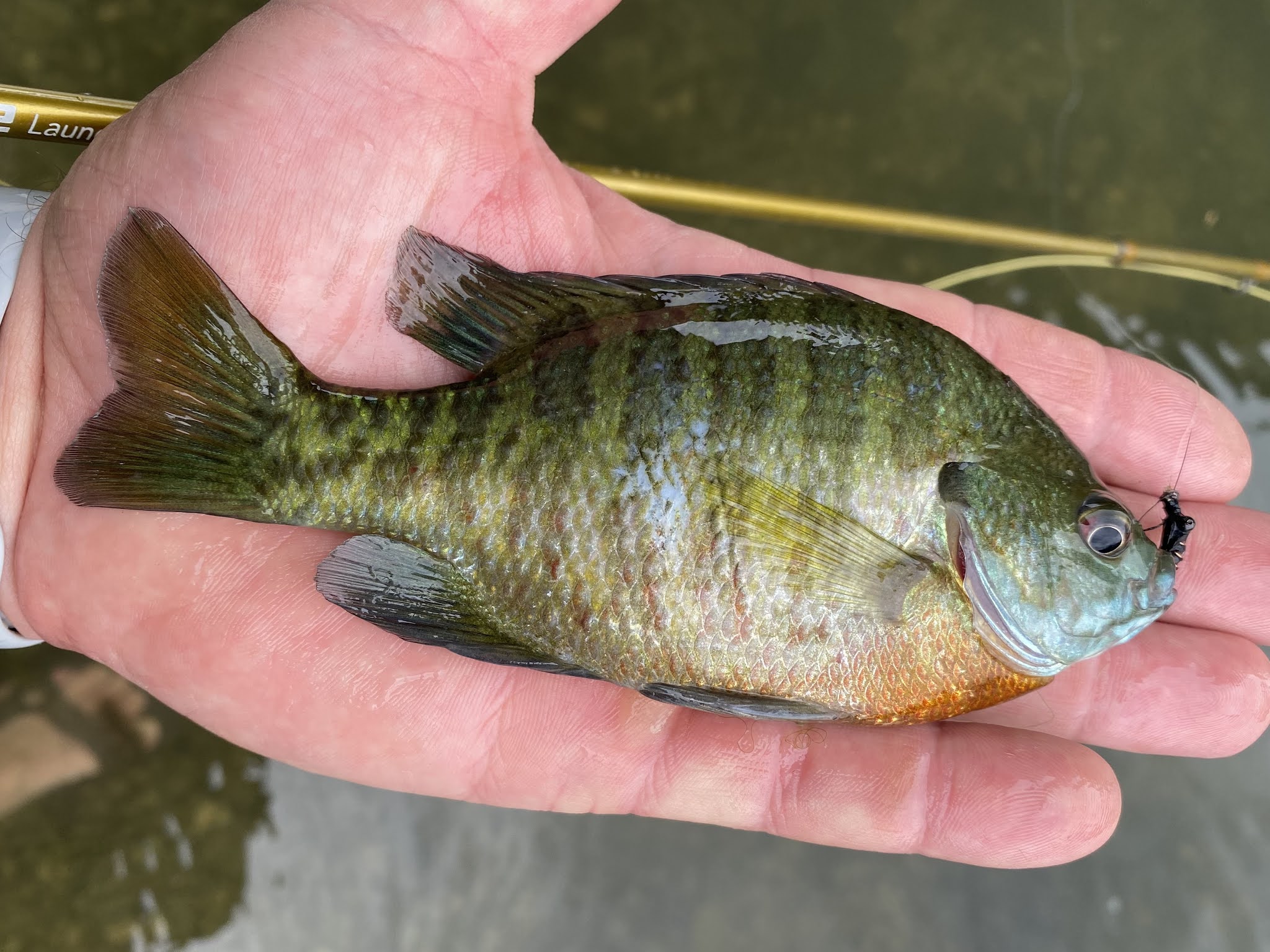Bluegill