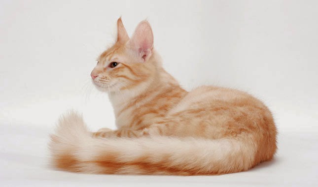 Angora turco tabby crema