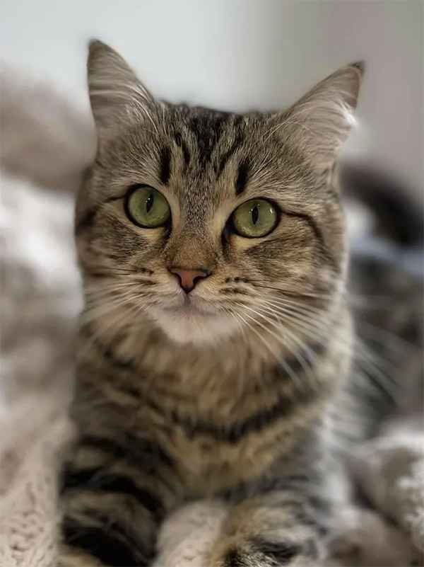 Cat Left Behind Outside, is Scоорed Uр by Kind People, Turns Out, They ...