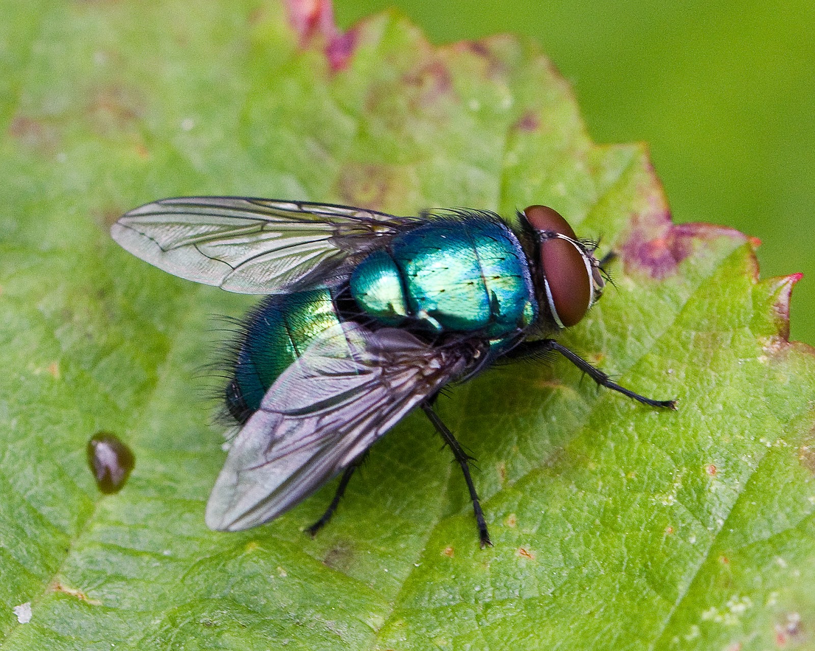 Martin's Sussex Birding Blog: Flies, Bees and Wasps