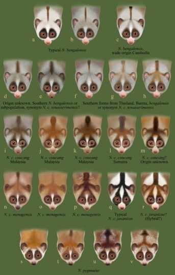 Slow Loris - The Poisonous Primate