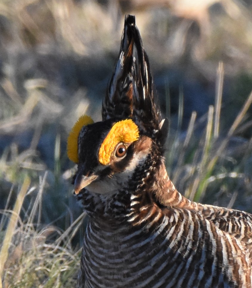 Las Aventuras: The Lek Trek