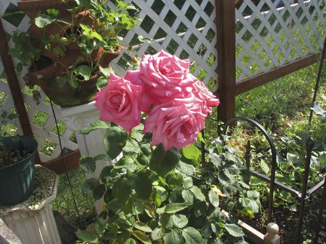 The Minnesota Rose Gardener: Overwintering Potted Roses in the Garage