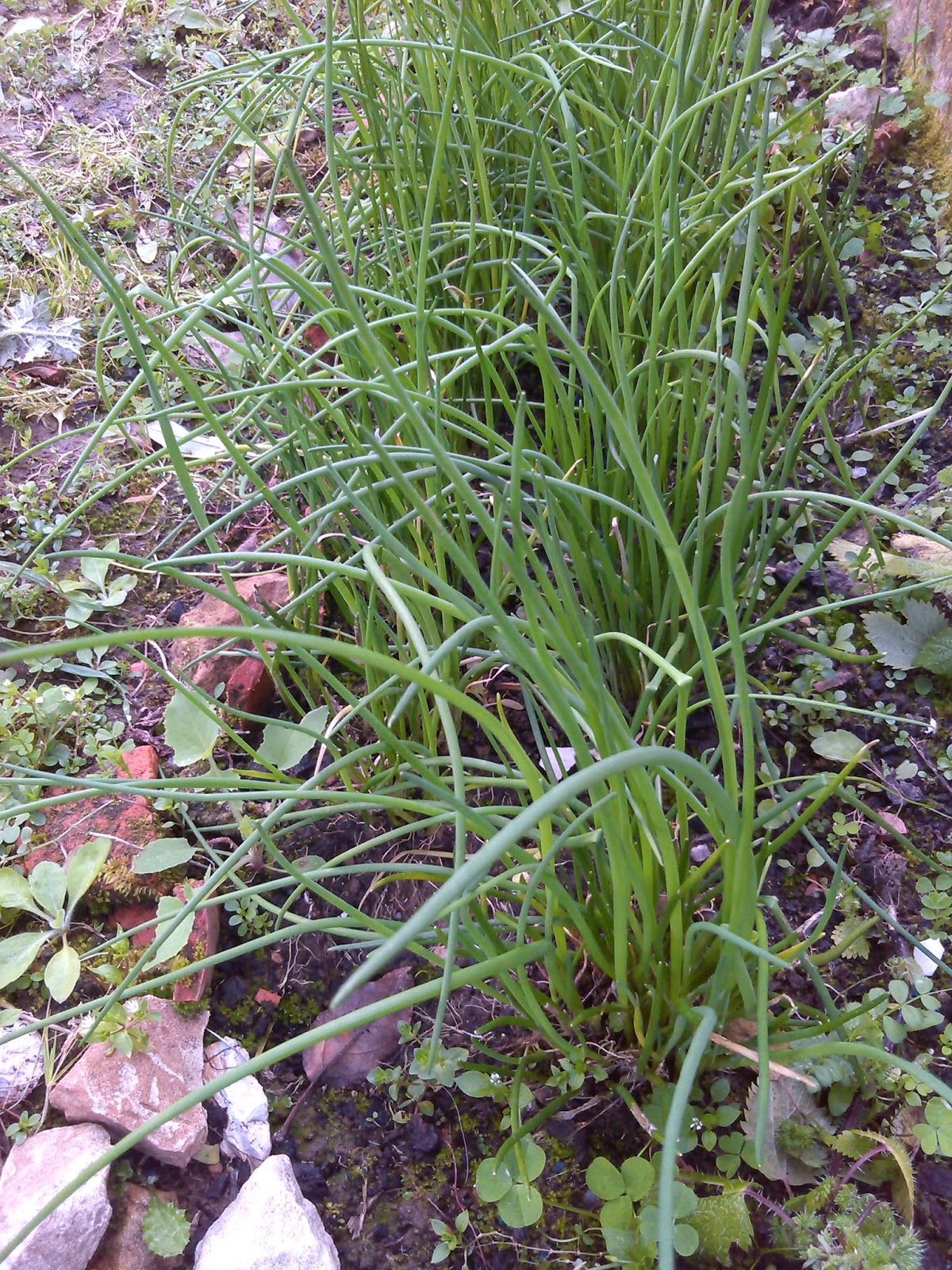Brincos de Princesa: Jardim de ervas aromáticas - Cebolinho