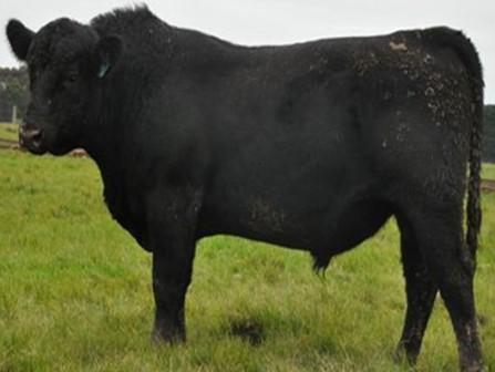 Kumpulan Foto dan Gambar Sapi Serta Ciri-cirinya - Ilmu Ternak