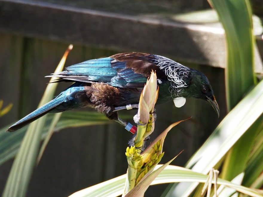 New Zealand Bird Banding & Banders: Chatham Island - Black Robins