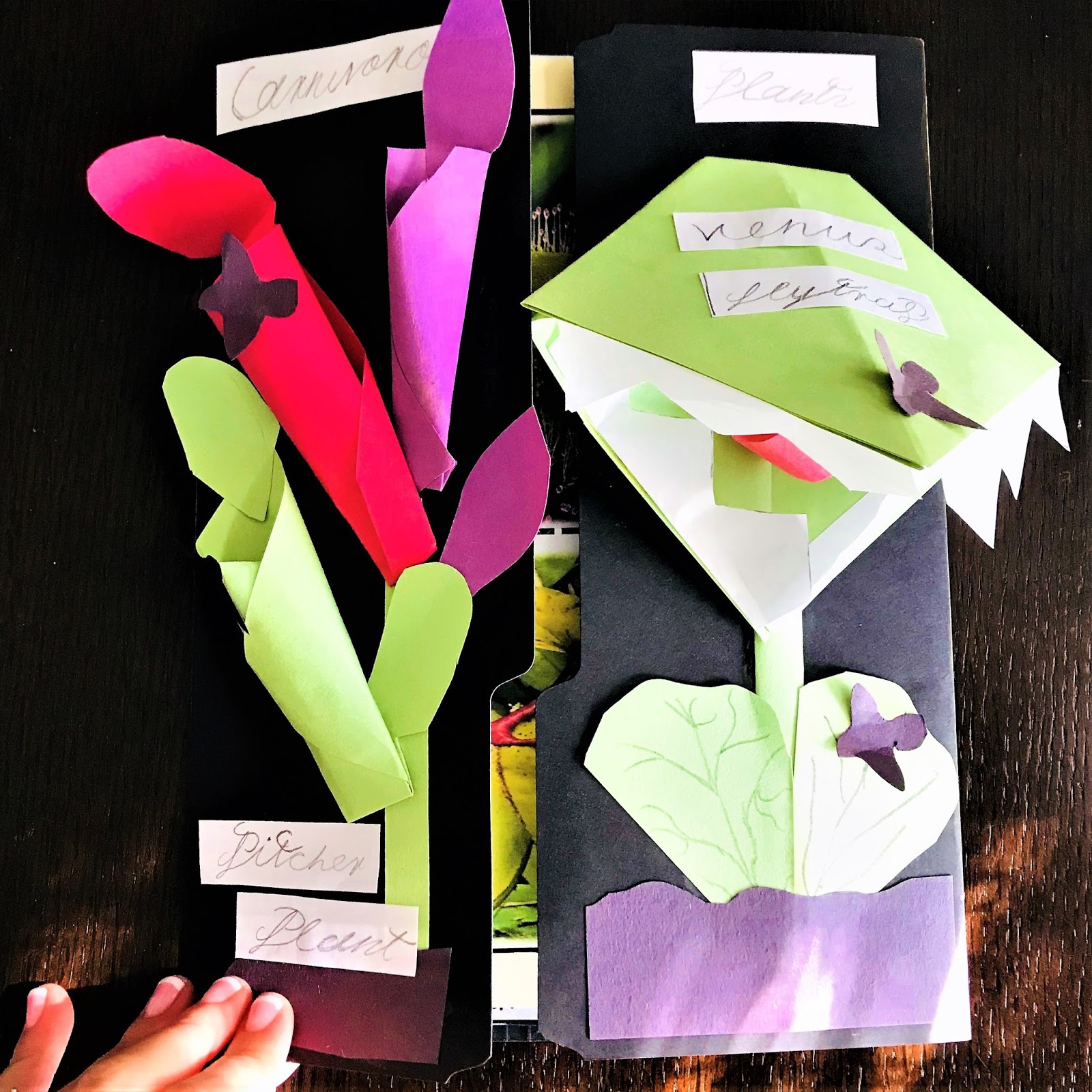 The Hermit Crabs Homeschool: Carnivorous Plants Unit