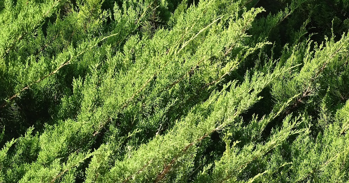 Juniperus horizontalis (Junípero horizontal)