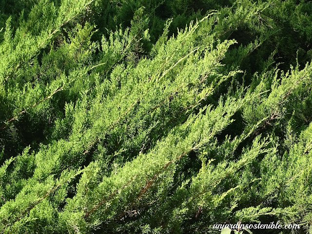 Juniperus horizontalis (Junípero horizontal)