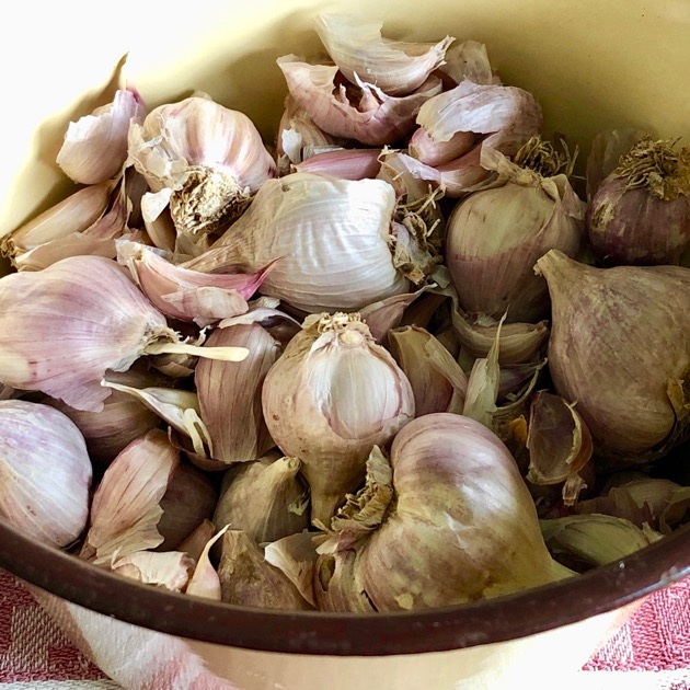 Ducks and garlic | down to earth