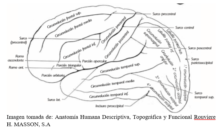 ANATOMÍA HUMANA: NEUROANATOMÍA : Resumen: Telencéfalo