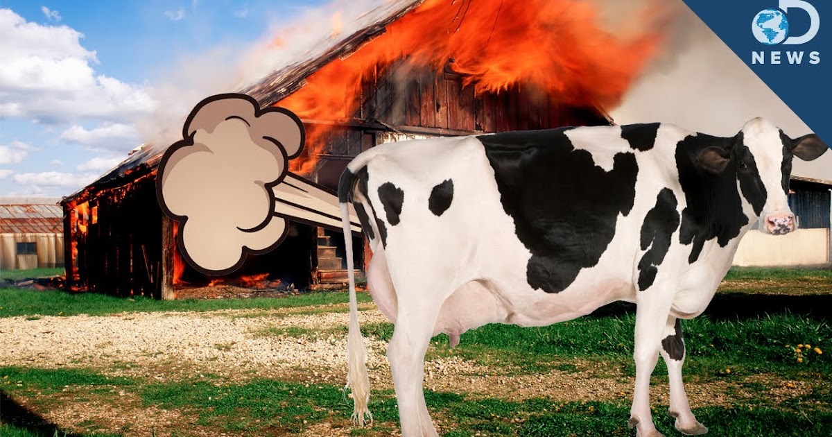 The New York Crank: Cows, Gas, and Trump — a nearly free-associative ...