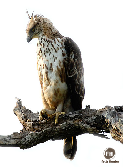 Bird's Lifestyle: Javan Hawk Eagle - National Bird of Indonesia