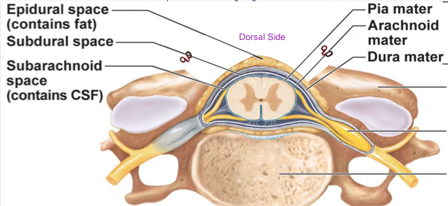 Meninges of the Brain and cerebrospinal fluid