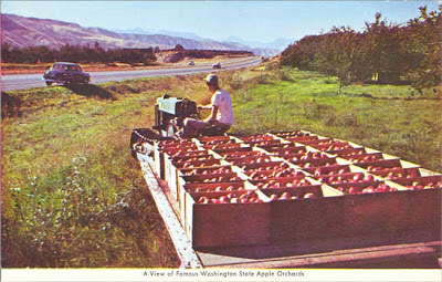 *Postcard Gems: Washington State Apple Orchards