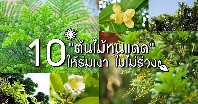 10 ต้นไม้ทนแดดให้ร่มเงา ใบไม่ร่วง ไม่ต้องกวาดพื้นบ่อย ๆ อีกต่อไป สก