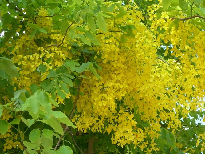 golden shower tree ~ Flowers in Thailand