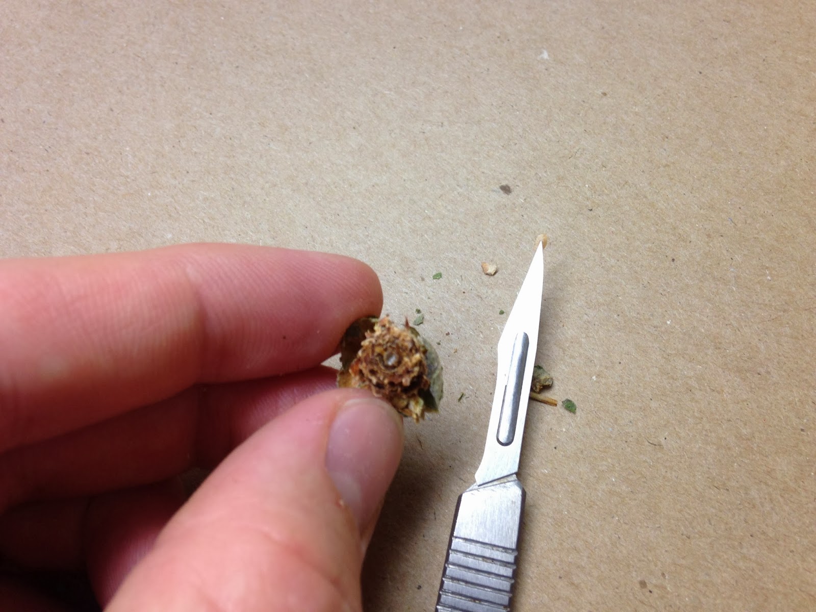 Spuds and Sprouts: Weird Insects - Part 2 - Gall-forming insects