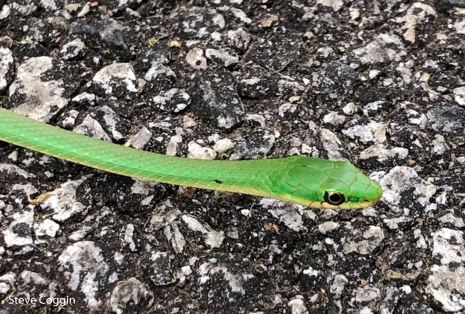 The Incompleat Naturalist: A Blue Green Snake