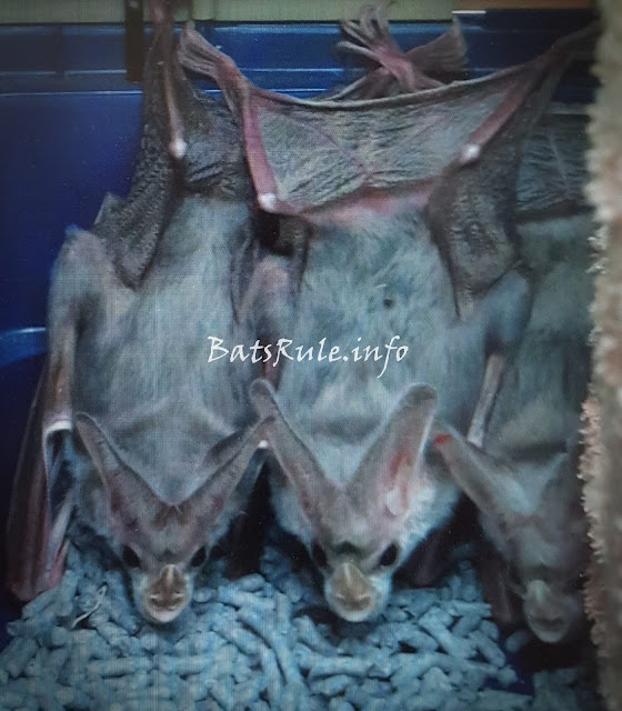 Info on Bats | Ghost Bat