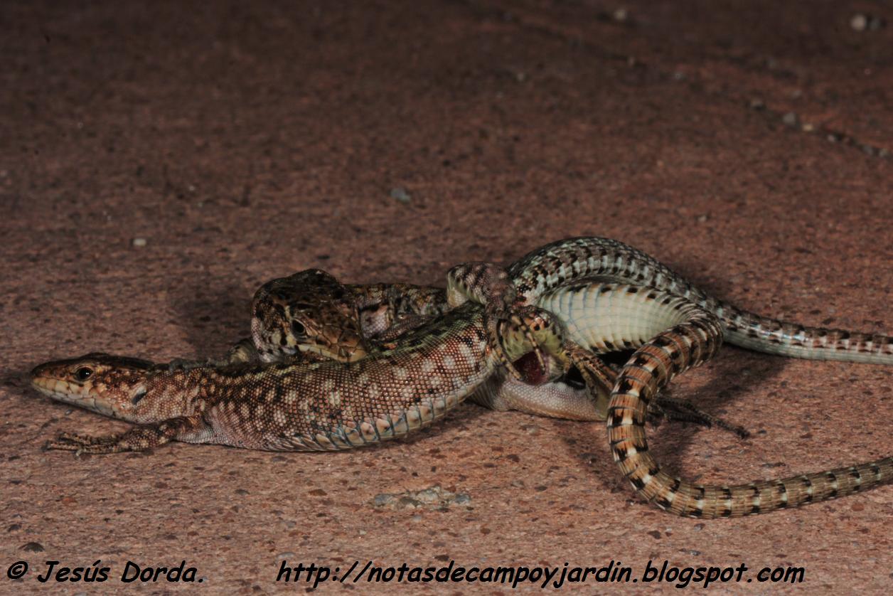 Notas de campo y jardín: Lagartijas ibéricas en el jardín: amores ...
