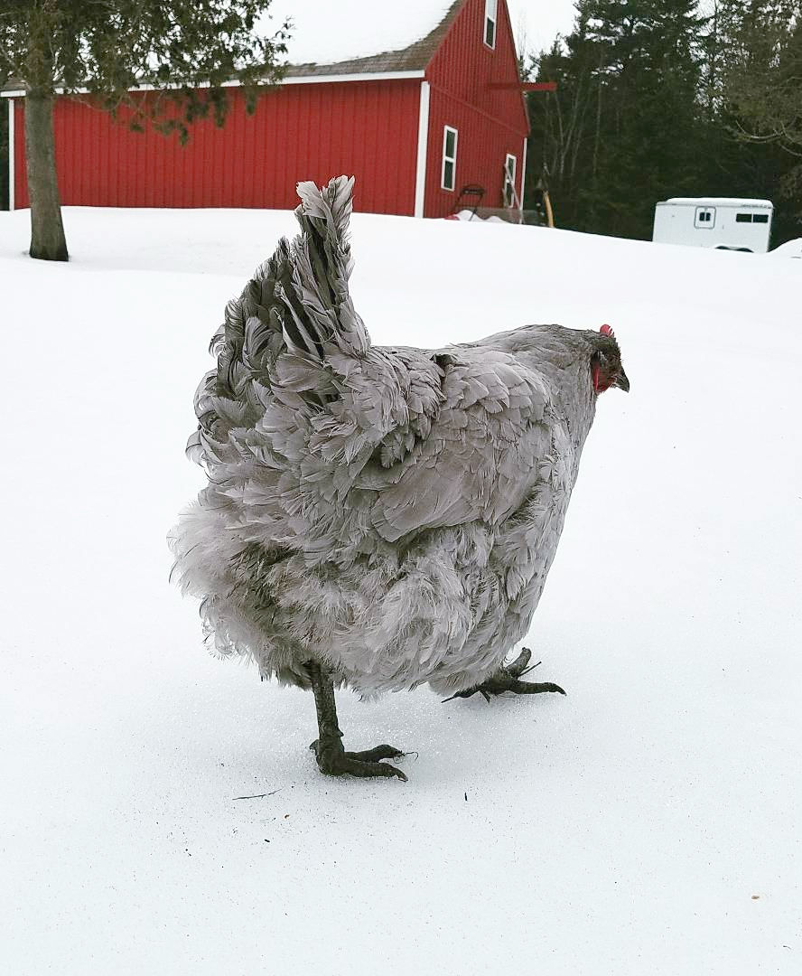 4 Things Your Chickens Need This Winter...and 3 Things They Don't ...