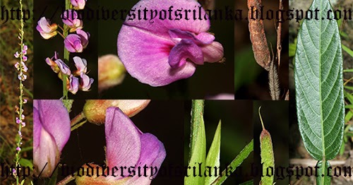 Biodiversity of Sri Lanka: බා‍‍‍ලොලියා [Baloliya](Tadehagi triquetrum)
