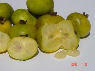 PRODUCTOS DE MIRAFLORES: LA CHAMBA