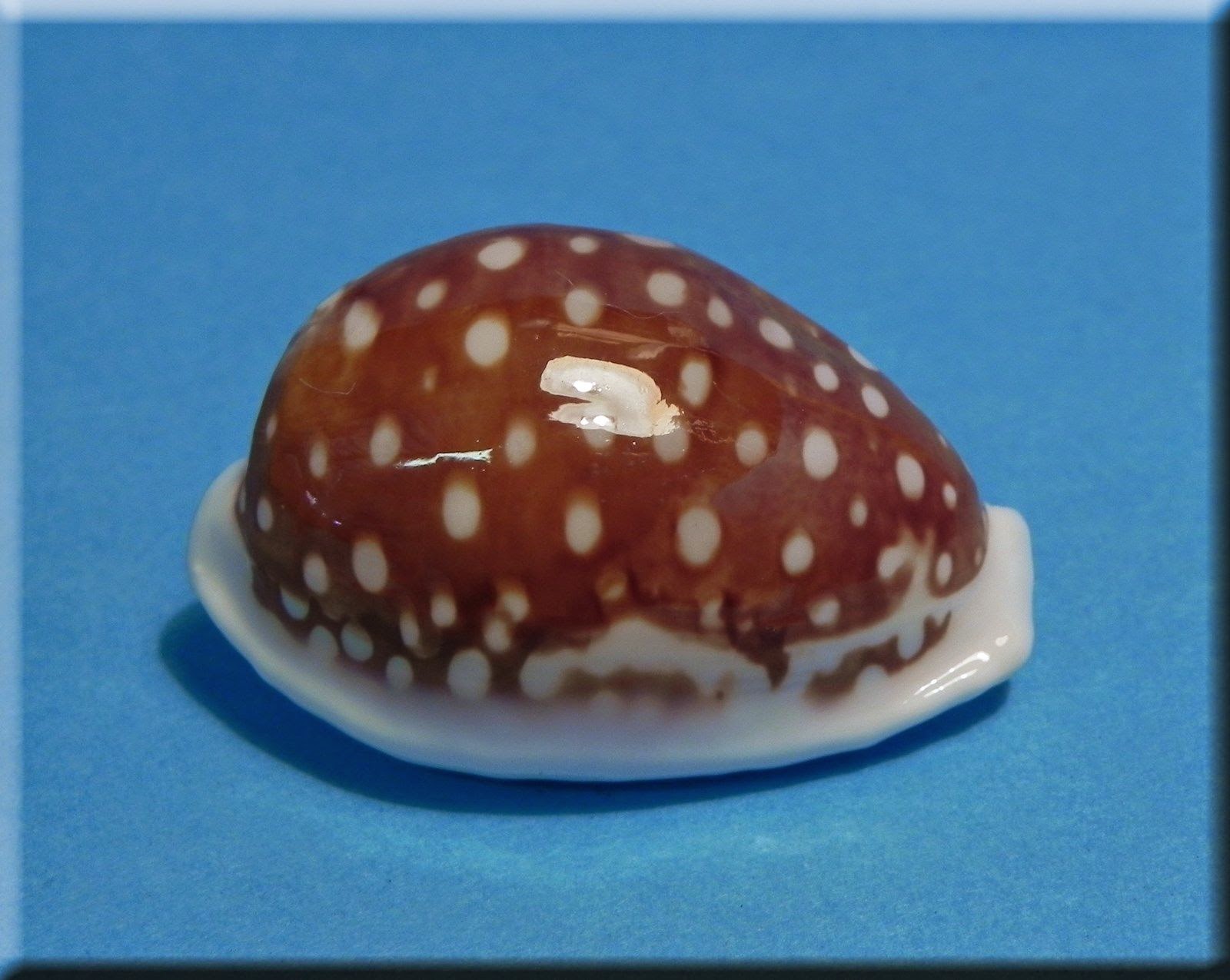 muzeeum: Shell Specimen (rare): Cypraea Rottnestensis Exmouthensis