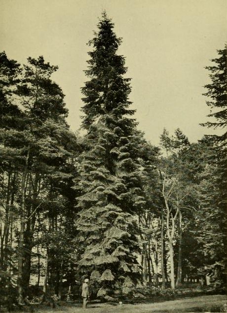 Future Plants by Randy Stewart: The Firs