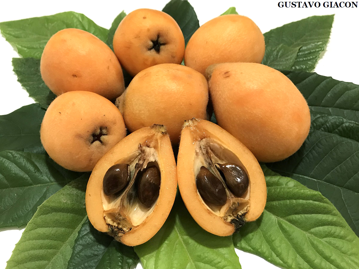 Fruta Que Parece Ameixa - FDPLEARN