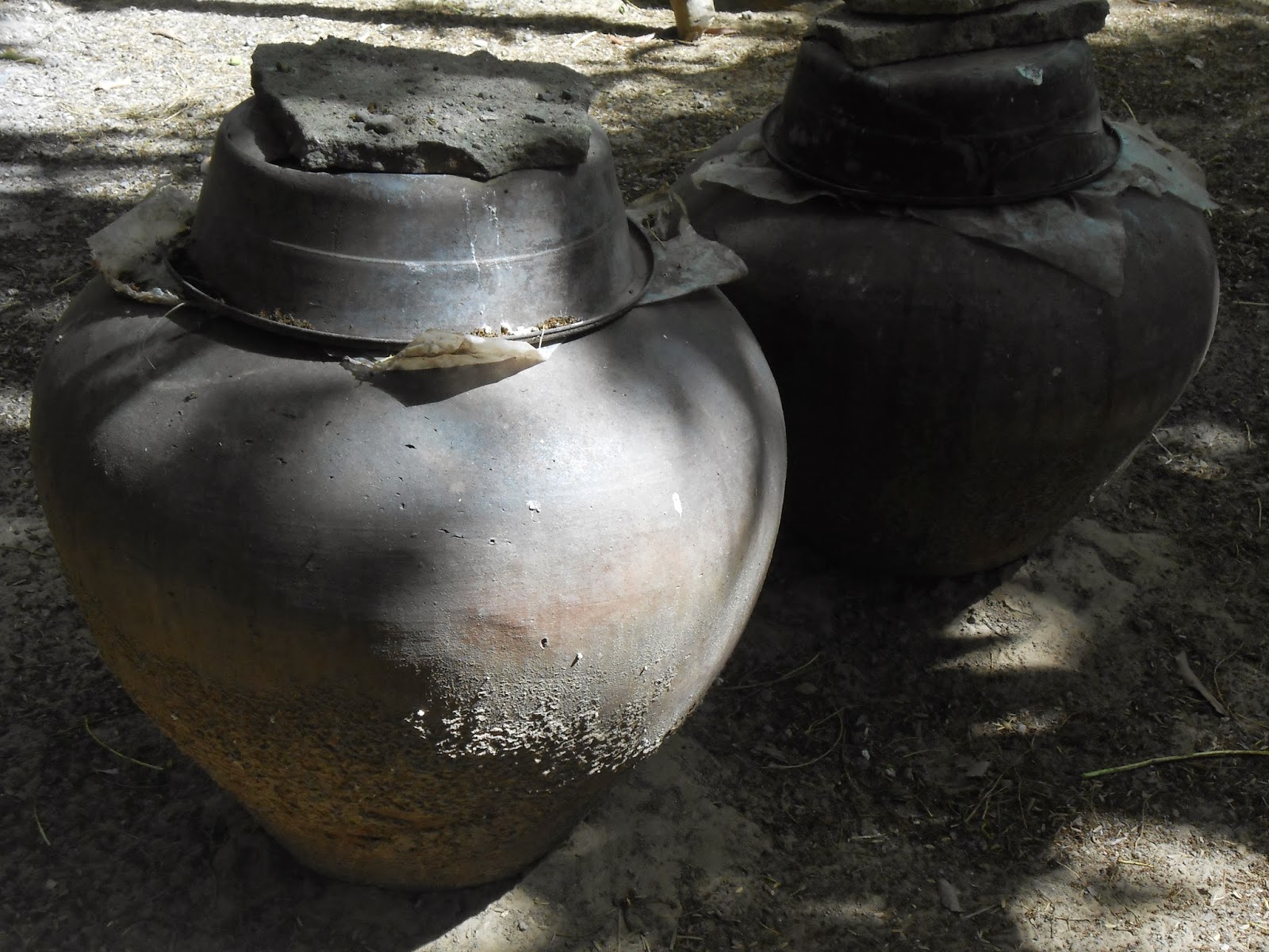 Discover the world with Kanuto: BASI REVOLT (Movement for the Love of ...