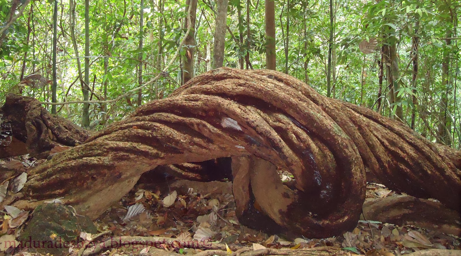 "මධුර දේශය": "කන්නෙලිය" වැසි වනාන්තරය