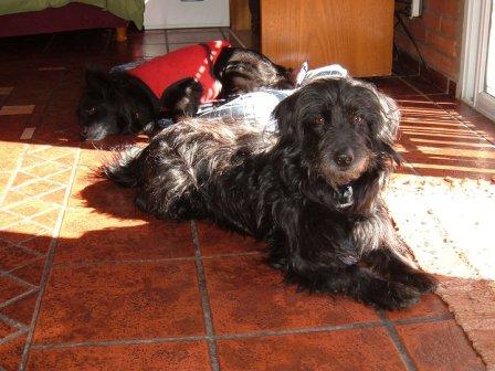 Adoptándonos: Marley, divino perrito barbincho de tamaño pequeño en ...