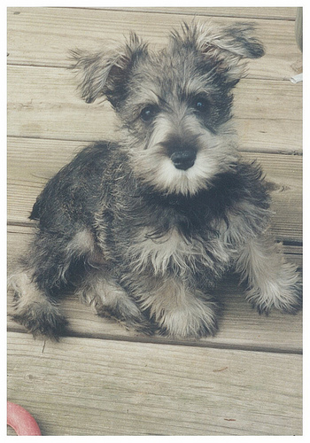 Legal Schnauzer: 2012