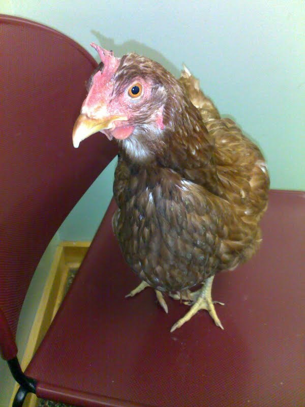 Respect Life Eat Veggies: Gaia Chickens 1st Vet Appointment, Chicken ...